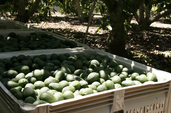 Avocados | Producepedia