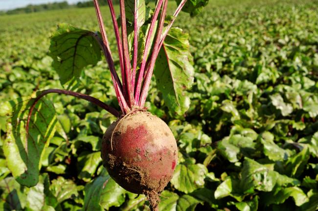 Beets | Producepedia