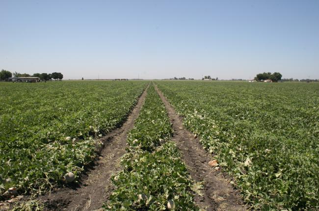 Cantaloupe | Producepedia
