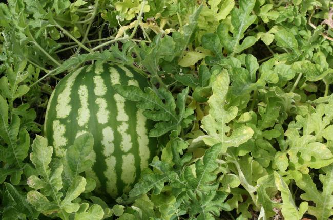 Watermelons | Producepedia